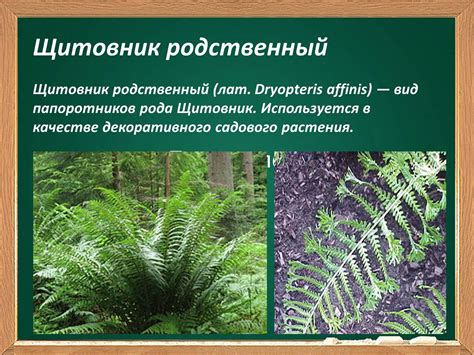 Строение папоротника орляка красивые картинки и обои на рабочий стол