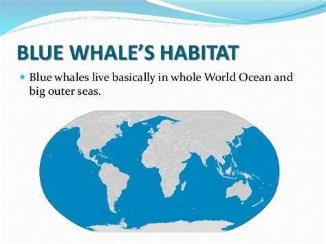 Endangered Animal Species Blue Whales