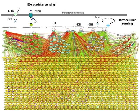 The Escherichia Coli Transcriptional Regulatory Network For Sensing The