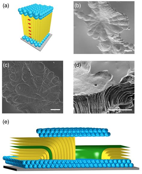 Color System B A Schematic Illustration Of Smectic Phase Yellow Download Scientific
