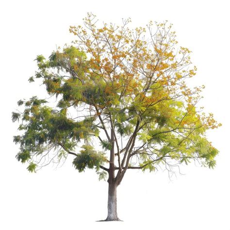 Página 26 Imágenes De Arbol Sin Fondo Descarga Gratuita En Freepik