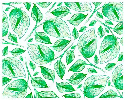 Illustration Of Golden Pothos Or Ivy Arum Plants Background 이미지