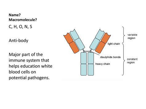 Macromolecule Identification Ppt Download
