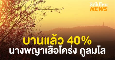 ดอกนางพญาเสือโคร่งที่ภูลมโล จ เลย แปลงแรกบานแล้ว 40 ชิลไปไหน