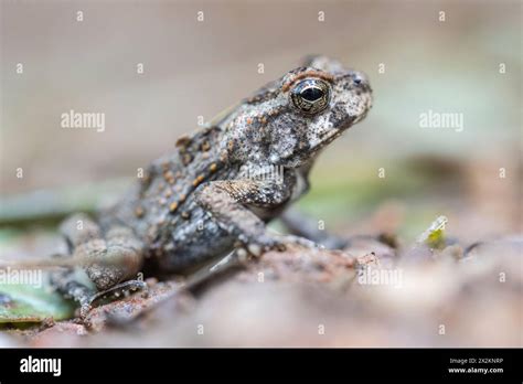 Cane Toad Rhinella Marina Also Known As The Giant Neotropical Toad
