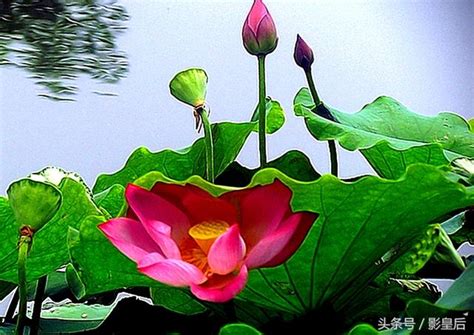 朝憶群芳鬥豔 每日頭條