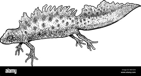 Great Crested Newt Illustration Drawing Engraving Ink Line Art Vector Stock Vector Image