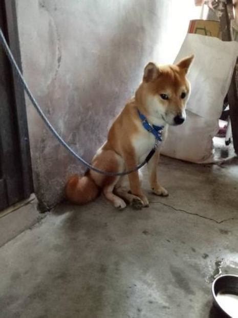 成年柴犬1天吃多少狗粮