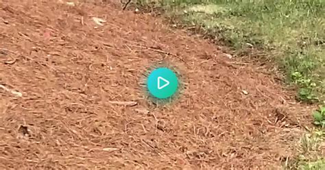 Can You Spot The Hive Album On Imgur