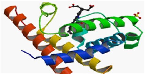 Tertiary Structure Of Oxymyoglobin Pdb Id 1mbo [4] Download Scientific Diagram