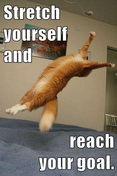 English Stretch Yourself And Reach Your Goal Cat Quotes Funny Cat