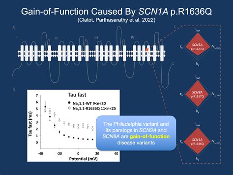 SCN1A Gain Of Function Paralogs And The Philadelphia Variant Beyond