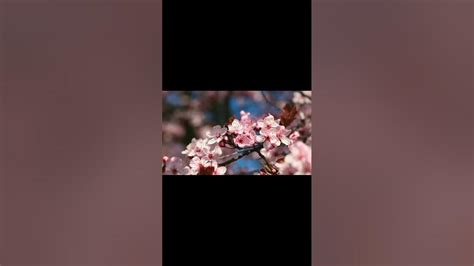 ১০ টি ফুলের নাম জেনে নিন।🥰💮🌼🌷 Jisan 109 Flower Youtube