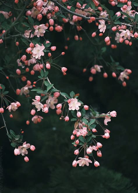 千树万树海棠开