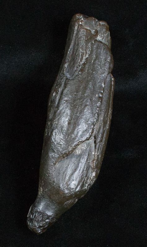 Fossil Sperm Whale Tooth 4 9 Inches Miocene For Sale 3699