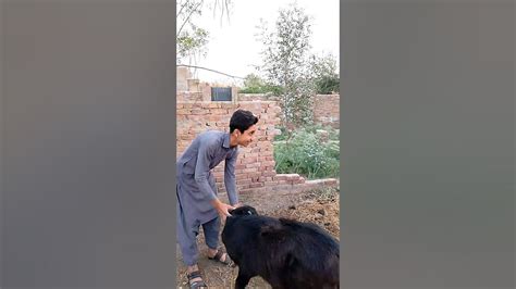 Shuff Shuff Trend Funny Youtube