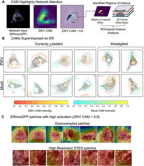 class activation mapping for region of interest based feature analysis