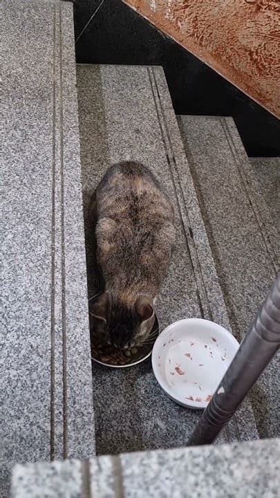 큰고양이 한테 쫒겨난 작은 고양이 Youtube