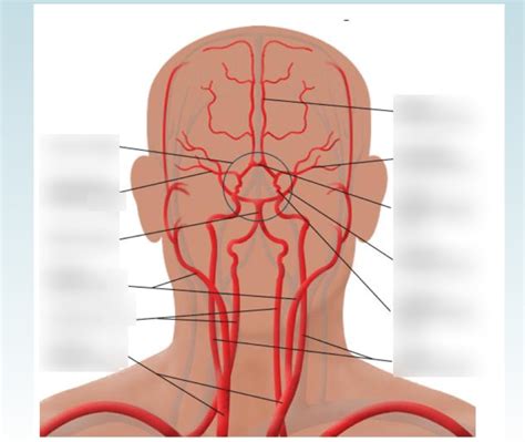 Lecture 14 Brain Circulation Diagram Quizlet