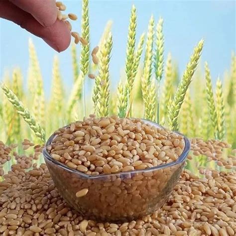 Milling Wheat Grains 50 Kg At ₹ 28 Kg In Etawah Id 2855316974773