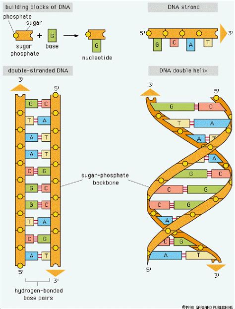 Dna Structure Source Download Scientific Diagram