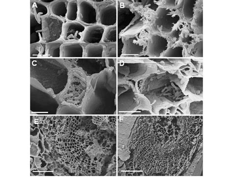 Scanning Electron Microscopy Demonstrating The Ecological Niche Download Scientific Diagram