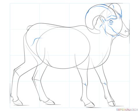 How To Draw A Bighorn Sheep Step By Step Drawing Tutorials