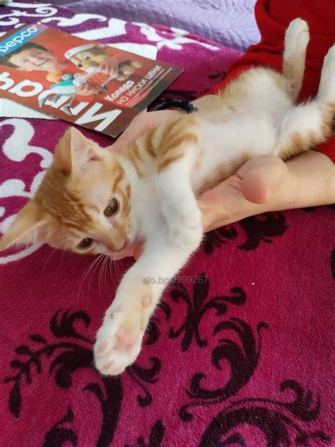 Подарявам коте Подарява Пазарджик Подарявам котенце на 4 месеца обезпаразитено