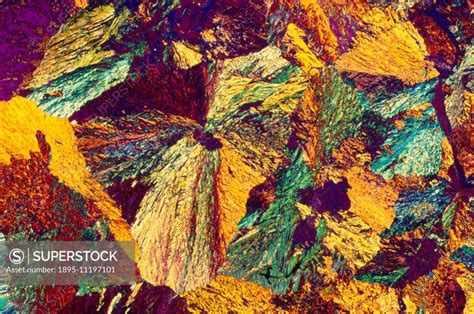 light micrographs sometimes referred to as photomicrographs are
