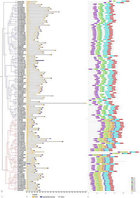 phylogenetic relationship exon intron structure and motif structure