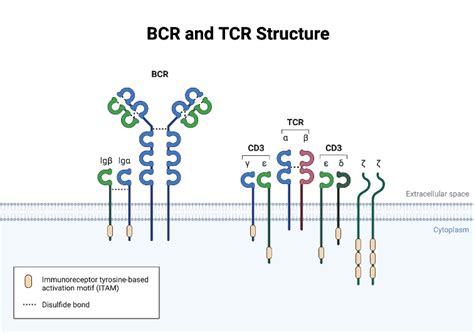 Bcr And Tcr Structure Biorender Science Templates