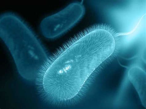 헬리코박터균 증상 및 제균 치료 검사만성 위염 위궤양 십이지장궤양 원인 네이버 블로그