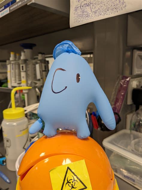 Meet Ele My New Labmate R Labrats