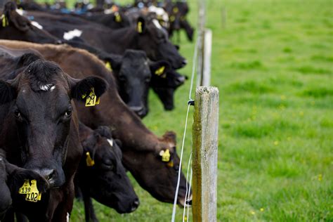 Biosecurity Act Consultation Dairynz