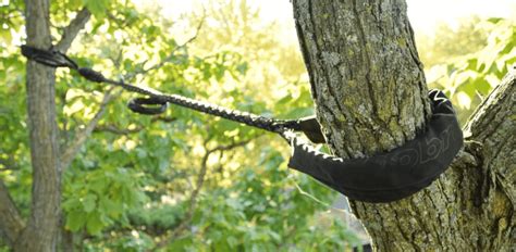 Tree Bracing Cabling Systems In Portland All Around Arbor Tree Service