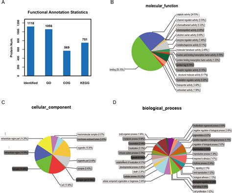 Functional Annotation Of Differential Proteins A Different Function Download Scientific