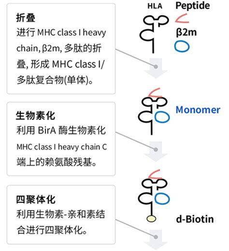 Mbl Mhc Tetramer 四聚体