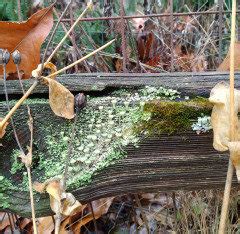 Things That Grow On Useless Split Rail Fence