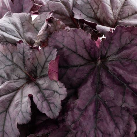 Coral Bell Perennials The Home Depot
