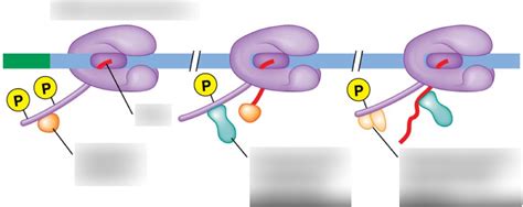 RNA Processing Diagram Quizlet