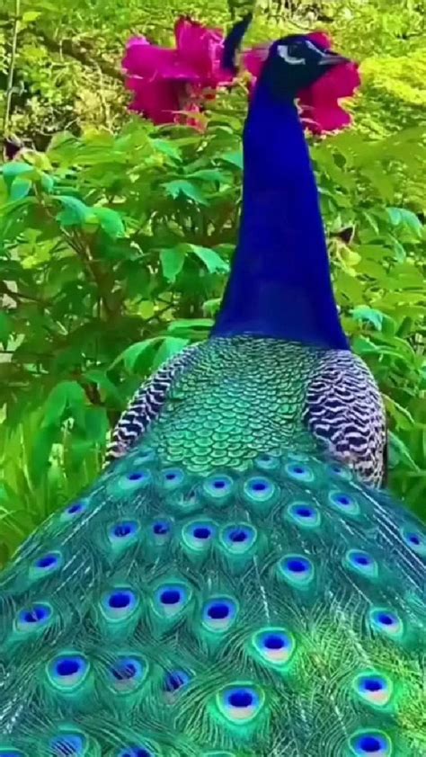 Peacock Love Peacock Pictures Beautiful Nature Pictures Nature Pictures