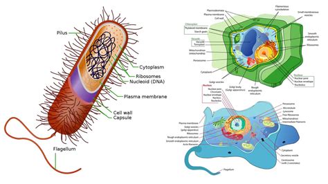 Nucleolus Definition Structure Functions Biology Notes Online