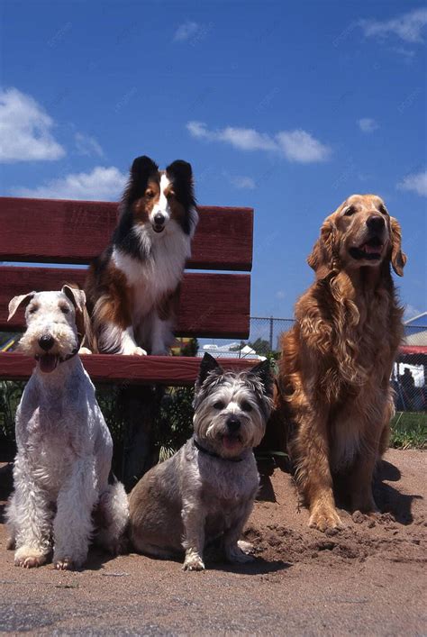 Polymorphisme Background Images Hd Pictures And Wallpaper For Free