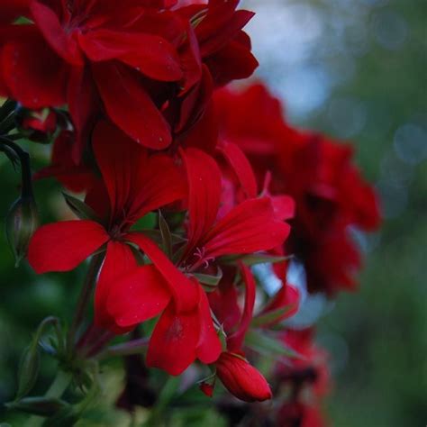 Geranium Essential Oil Pelargonium Graveolens Essential Oils
