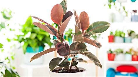 How To Grow And Care For A Rubber Tree Ficus Elastica