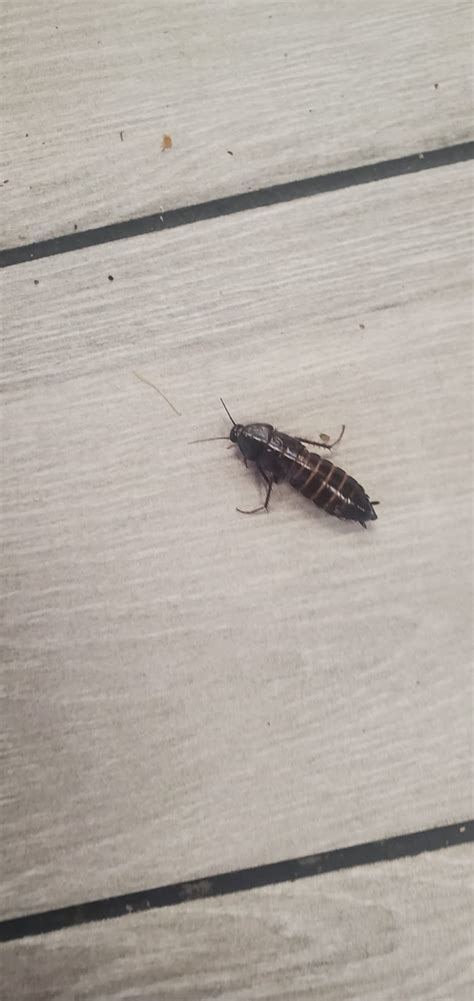 New Species Of Cockroach Found In Gray Wolf Pest Control Facebook