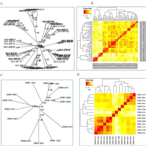 The Results Of Mhc Cluster Analysis A Tree Map Of Mhc Class I Download Scientific Diagram