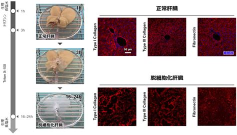 肝細胞研究会脱細胞化肝臓骨格における類洞様構造の再構築