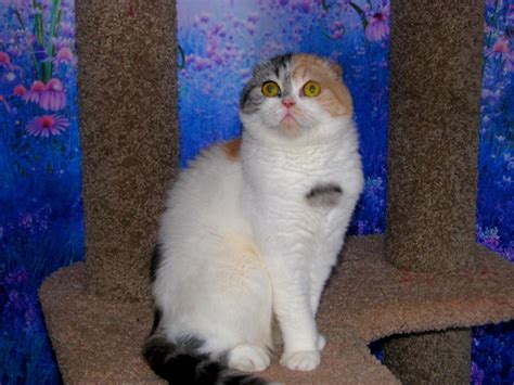 Кот арлекин картинки и фото Koshka Top