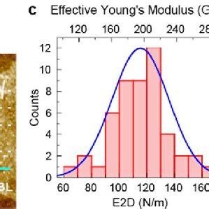 Mechanical Properties Of MAC A Side View Of The Model MAC In Fig 2c Download Scientific